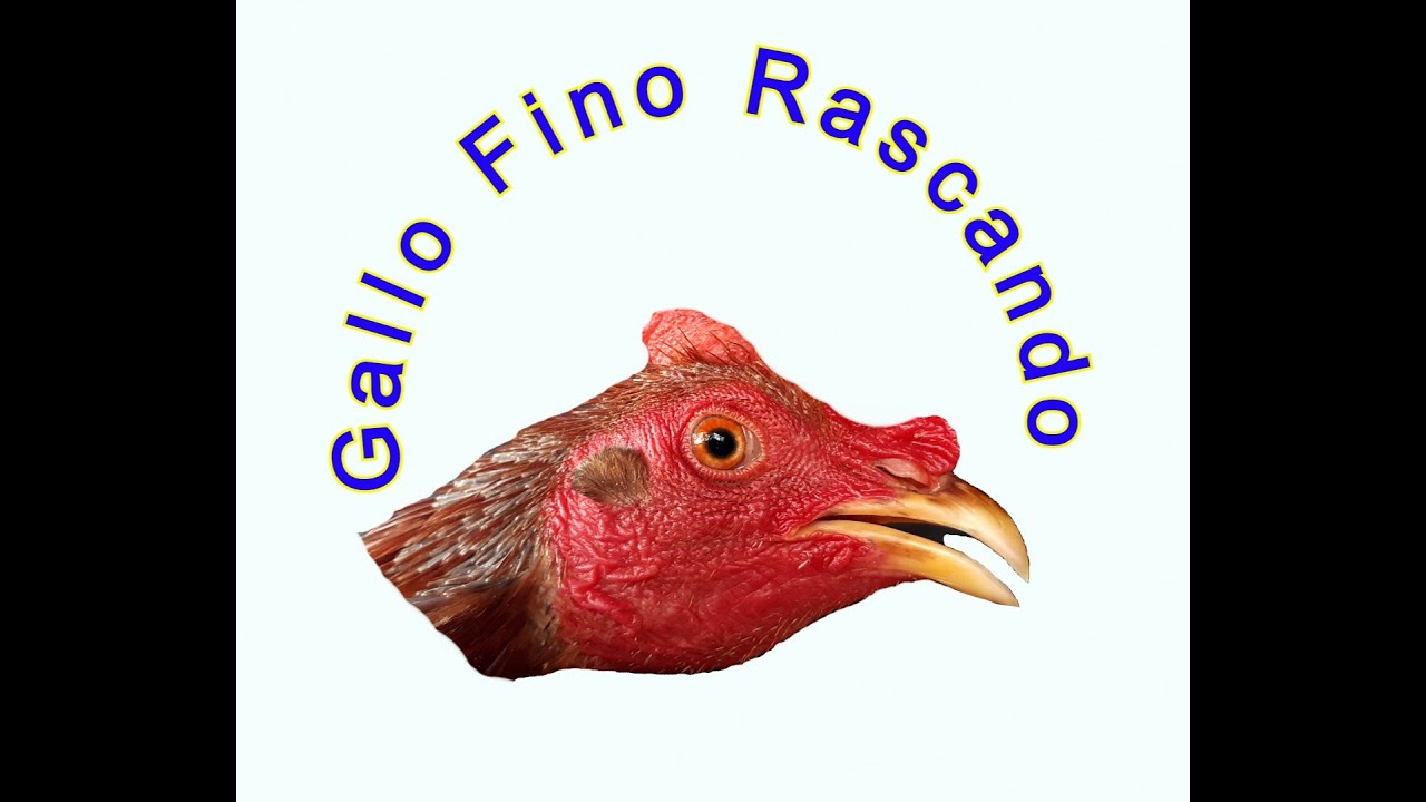 Gallo Fino, Rascando! - YouTube