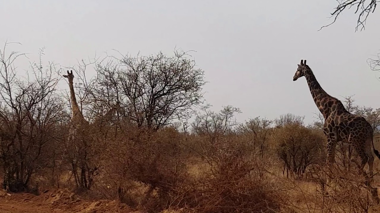 Male giraffes chase female in oestrus - YouTube