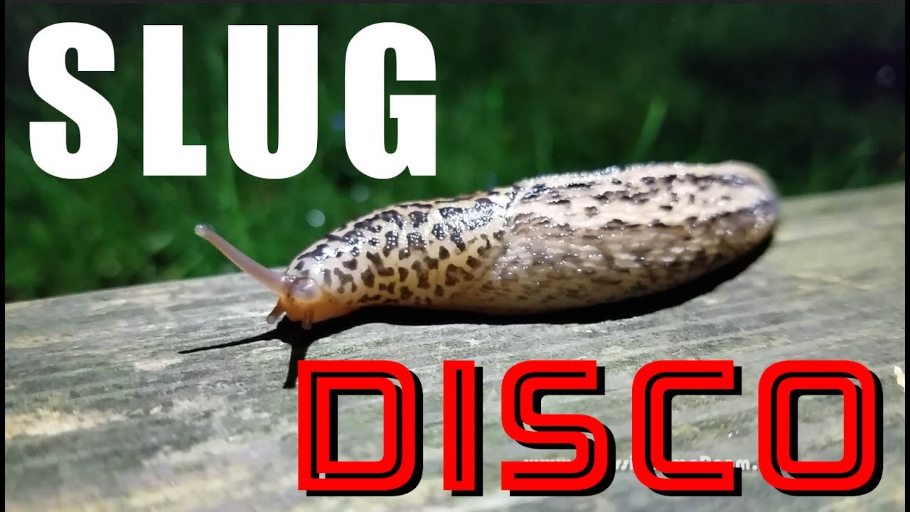 SLUG DISCO! - YouTube