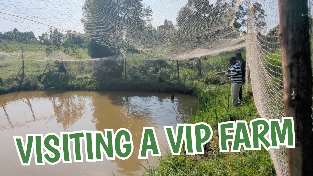 Visiting a VIP farm! - YouTube