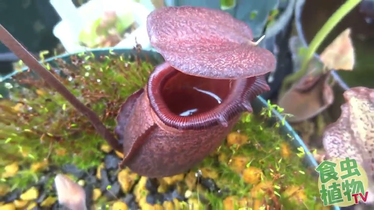 PEATURE PLANT GHATPARNI PAUDHA MANSAHARI PLANT - YouTube