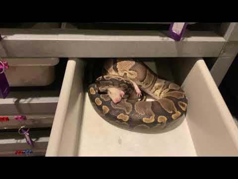 I’m back with my balls!! Ball python live feeding!! - YouTube