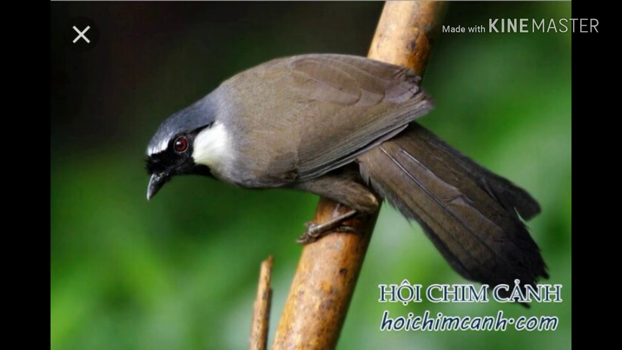 Suab sab fwj quaj cuab tuaj zoo heev. 2018 - YouTube