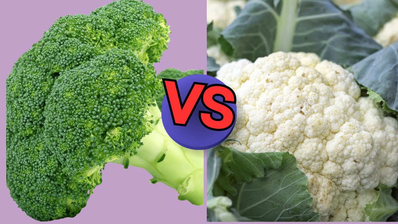 Broccoli Vs Cauliflower Which One Is More Healthier? - YouTube
