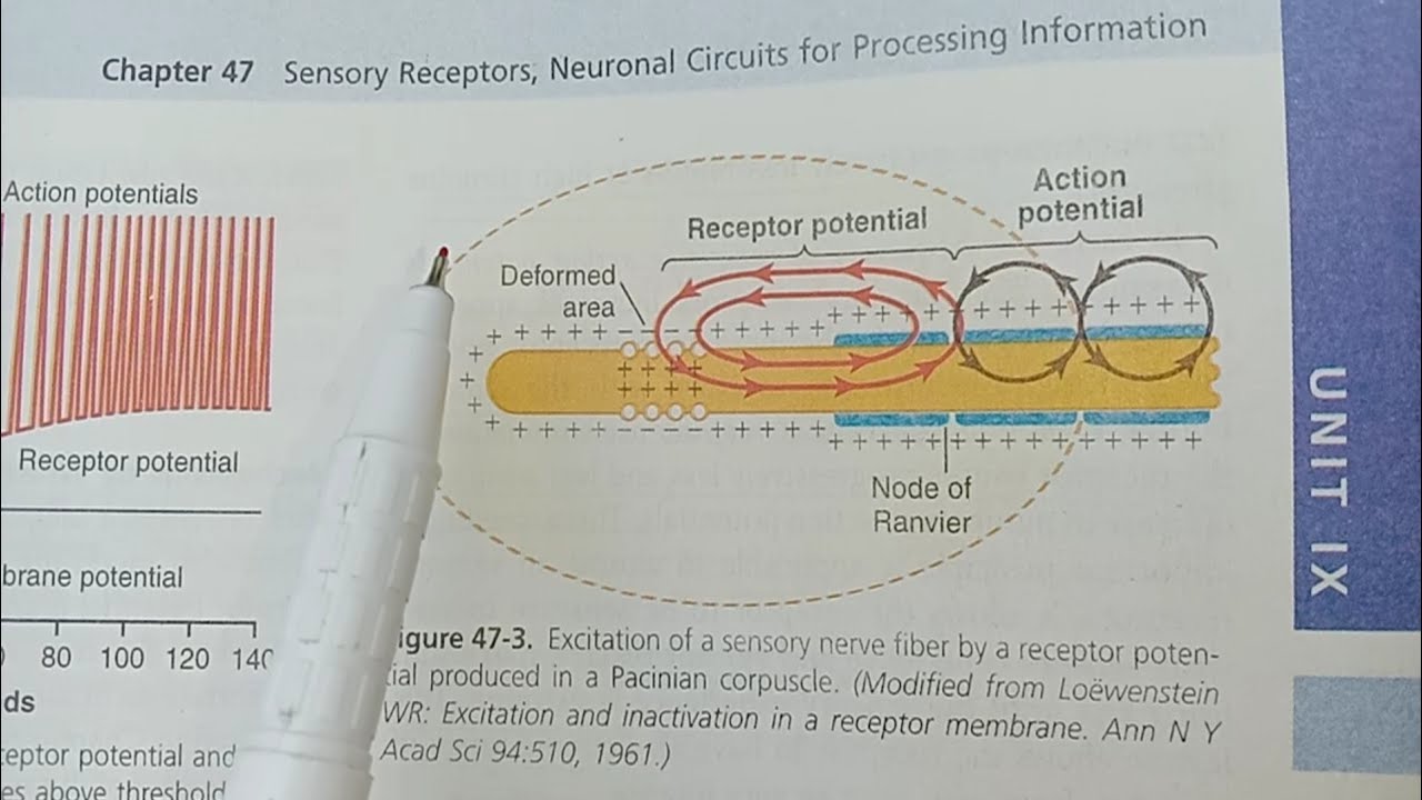 CNS Guyton chap 47 | part 1|Labelled line principal and modilities of ...