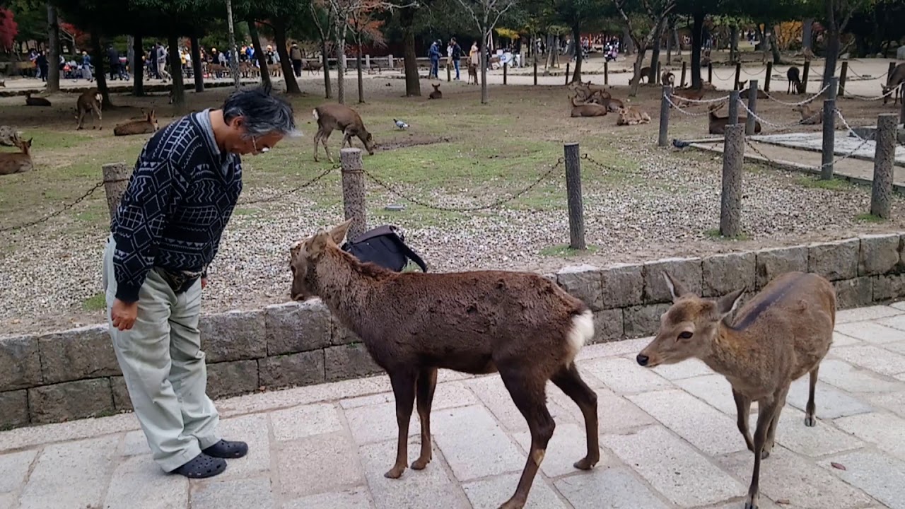 À NARA (Japon), dans un grand parc vivent des daims en liberté. - YouTube