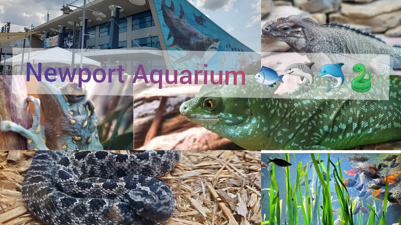 Newport Aquarium | Cincinnati Ohio| Newport Kentucky - YouTube
