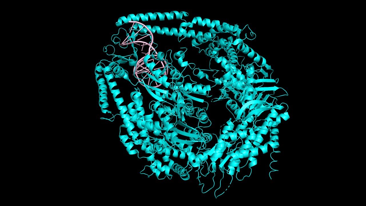 A Tour of the MUTS alpha DNA Lesion Complex - YouTube