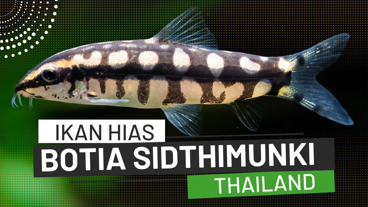 BOTIA SIDTHIMUNKI atau CHAIN BOTIA, DWARF LOACH ikan hias asli Thailand ...