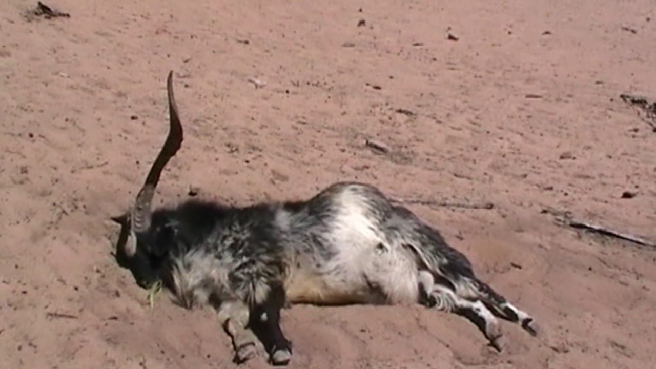 Scottys Big Ass Goat Youtube