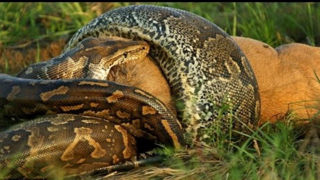 Land of the Anaconda (National Geographic) - YouTube