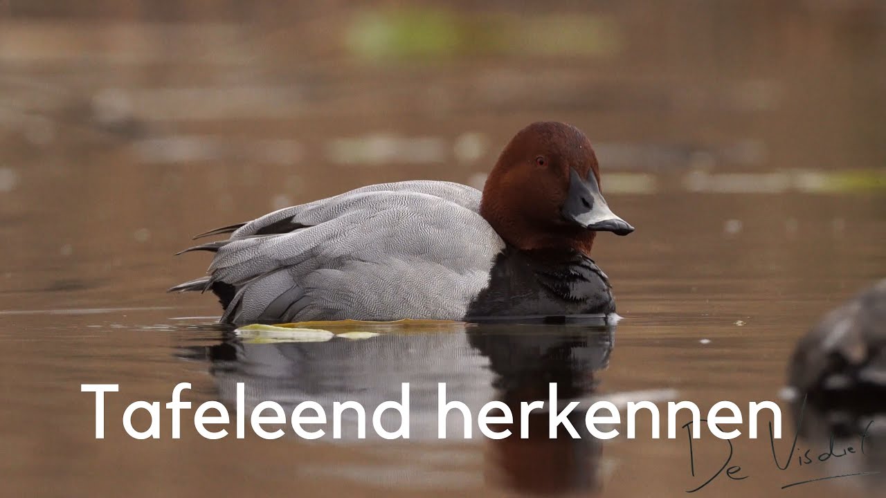 Tafeleend herkennen in beeld en geluid / Common Pochard #296 - YouTube