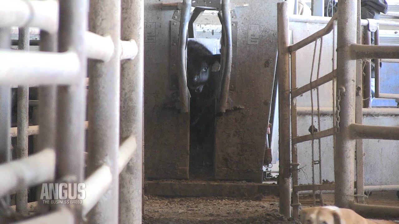 The Angus Report, Jan. 2, 2012: Practical Applications - YouTube