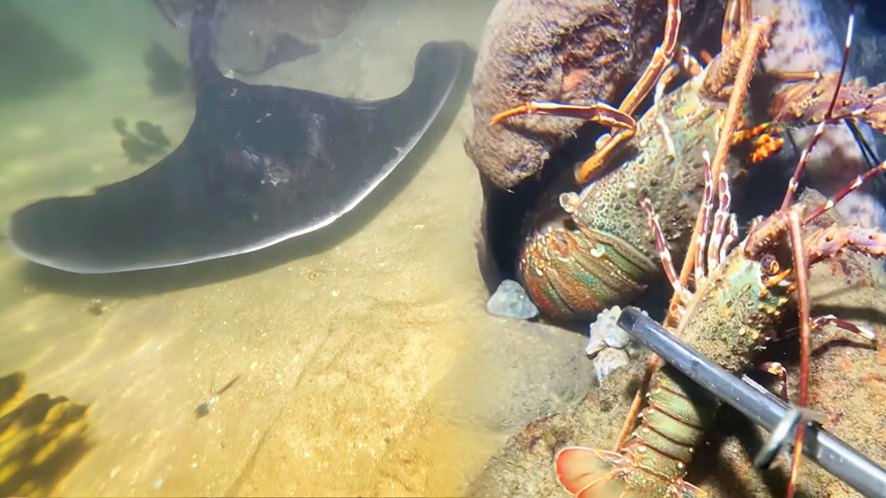 0313 Catching lobsters in shallow water - Scuba diving for seafood ...