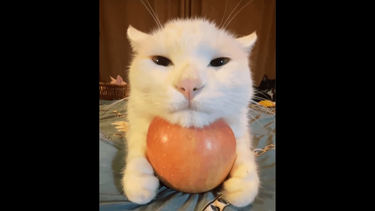 goofy ahh cat #11 - YouTube