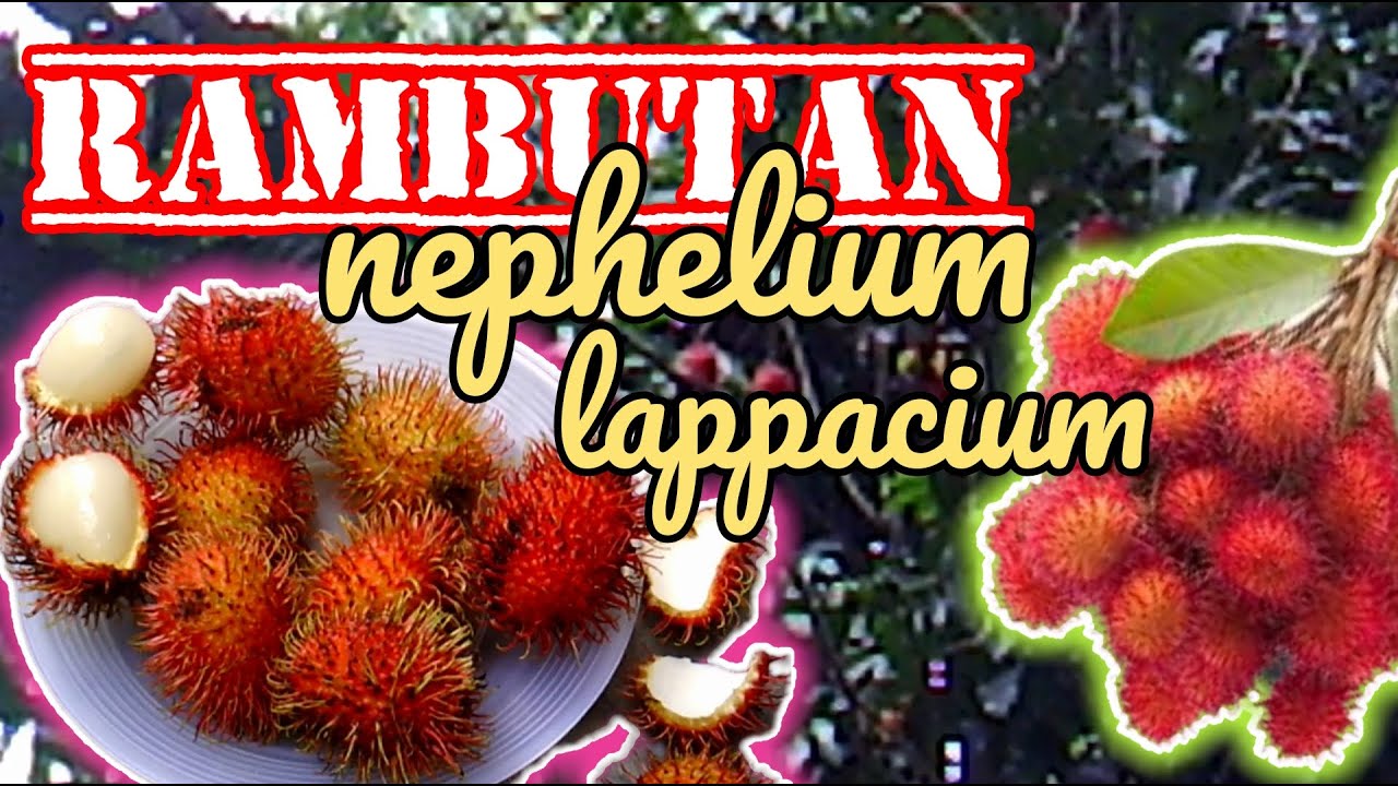 Buah Rambutan Aceh #tree #Tropicalfruit - YouTube