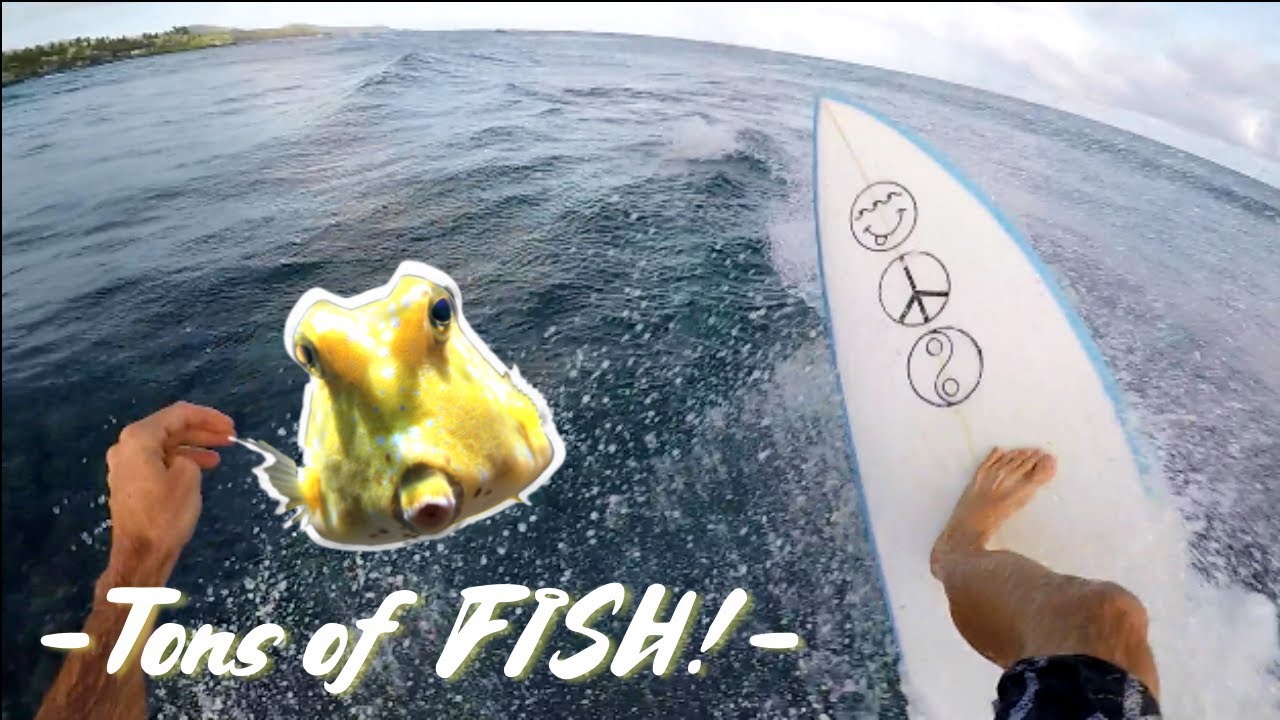 POV SURF (raw) | Tons of TROPICAL FISH! - YouTube