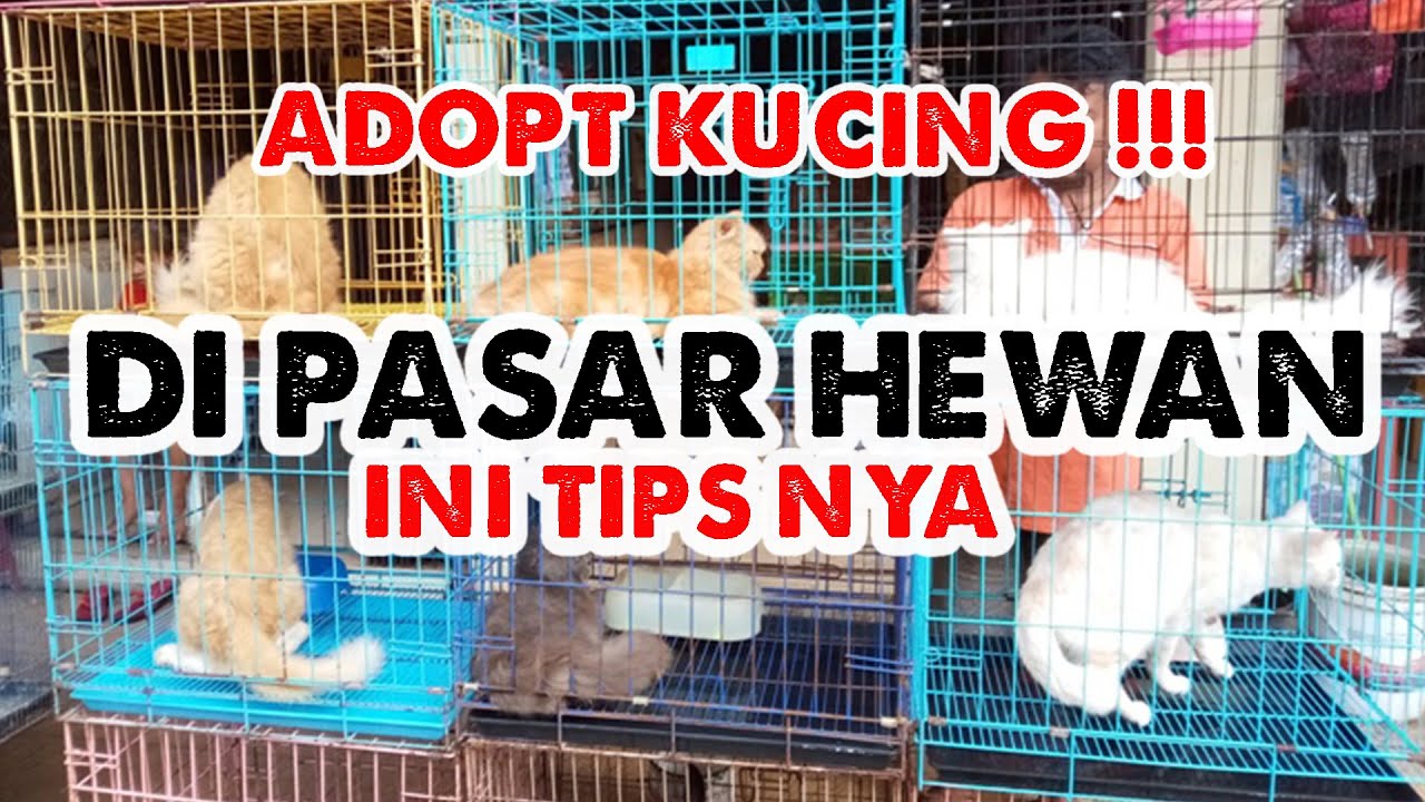 HATI HATI ! ADOPSI KUCING DI PASAR HEWAN - YouTube