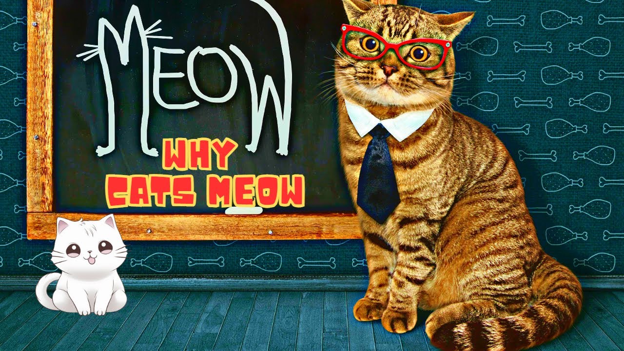 WHY DO CATS MEOW - YouTube