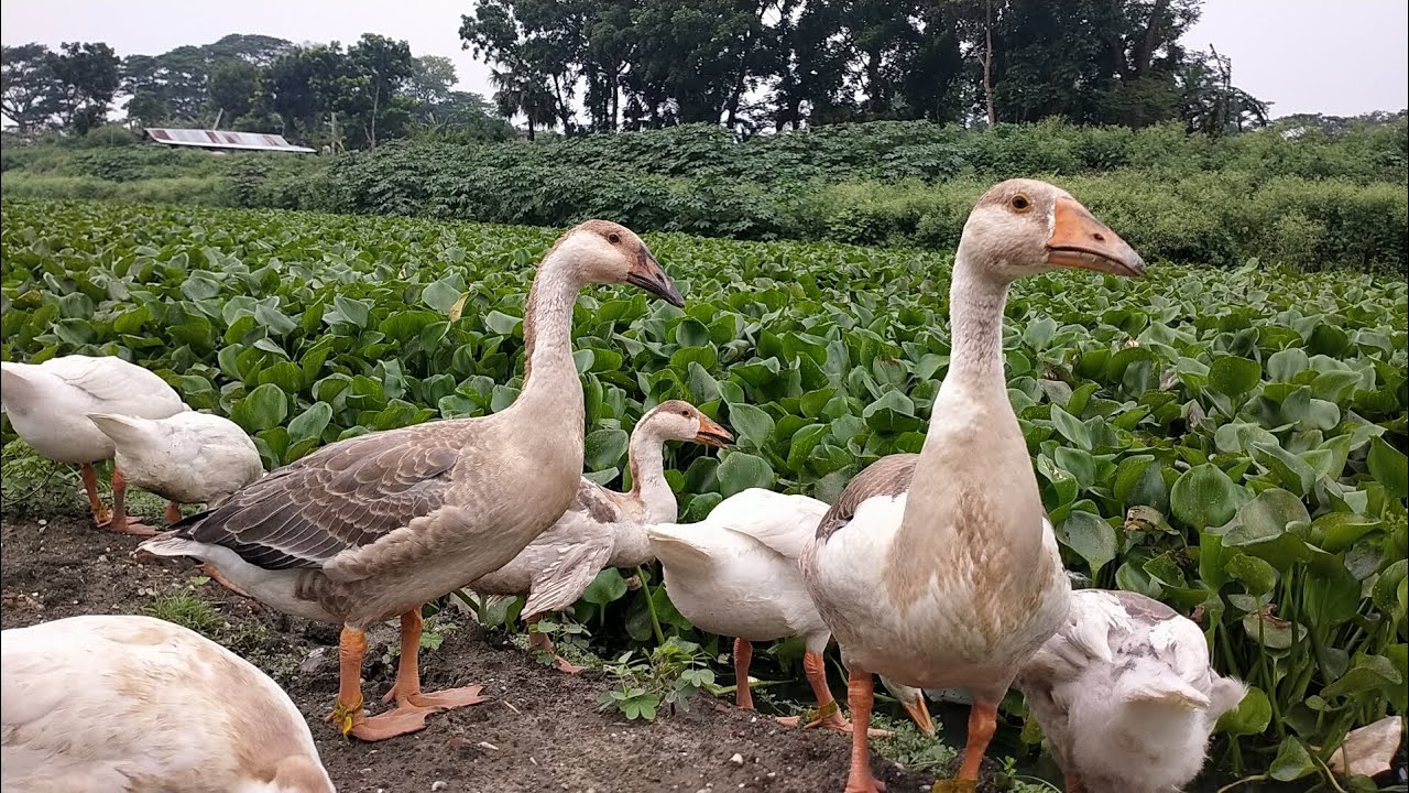 Duck sound - duckling in the pond - duckquack- Nature sound - YouTube