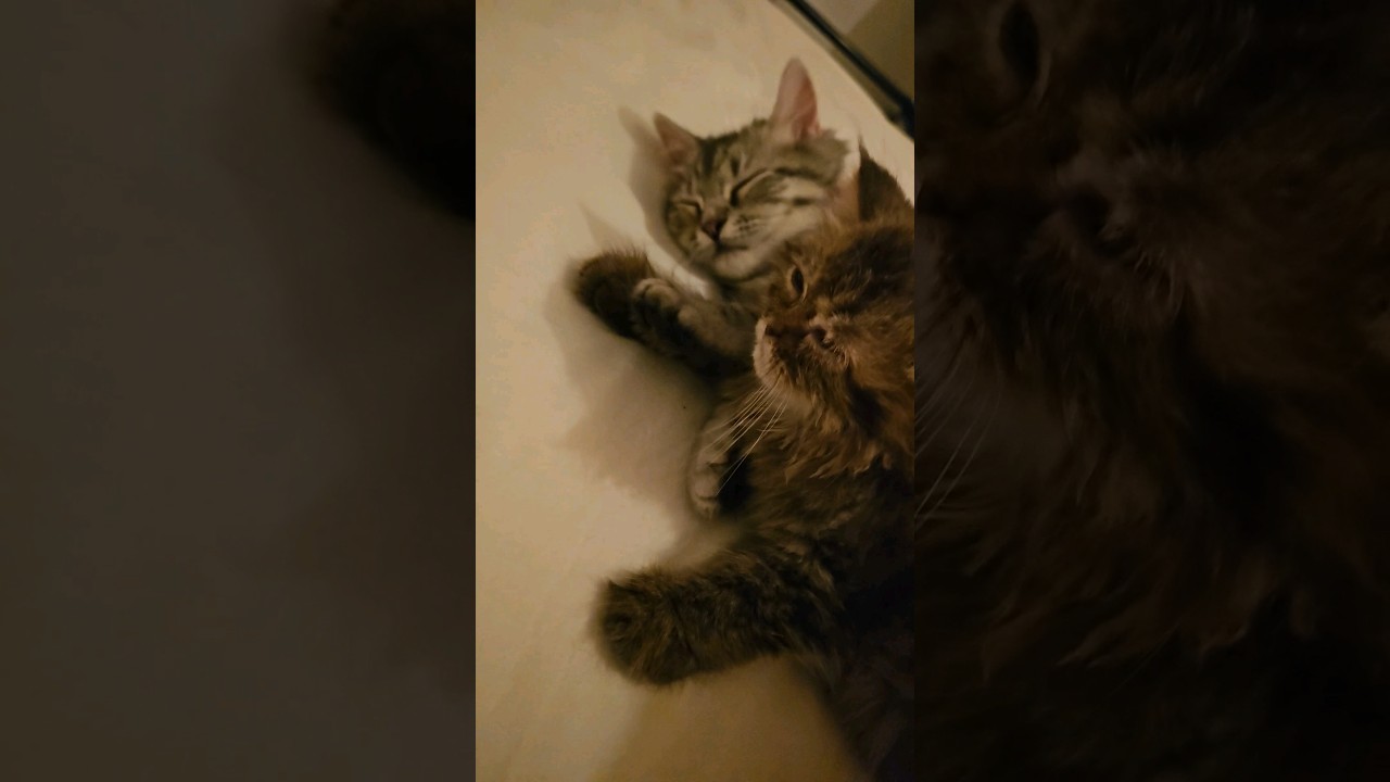 My cats Adnan and Absi - YouTube