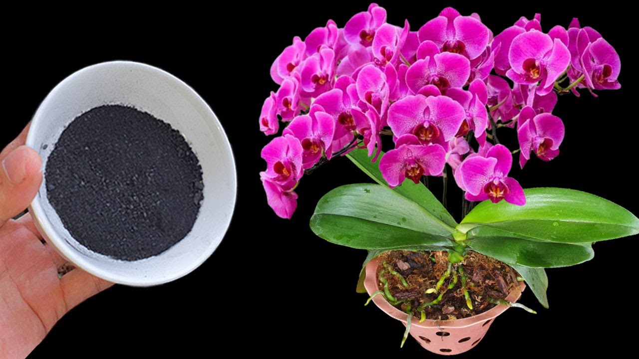 Just add a cup of this powder to orchid roots and you will see a ...