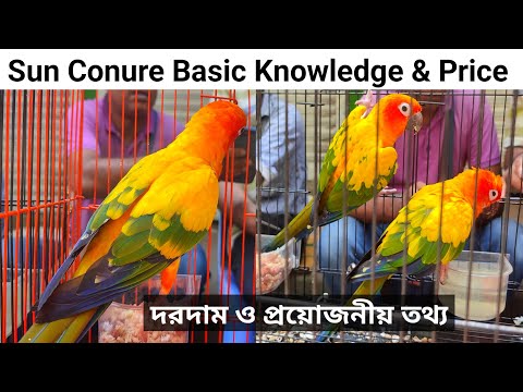 Sun conure bird basic knowledge and price - YouTube