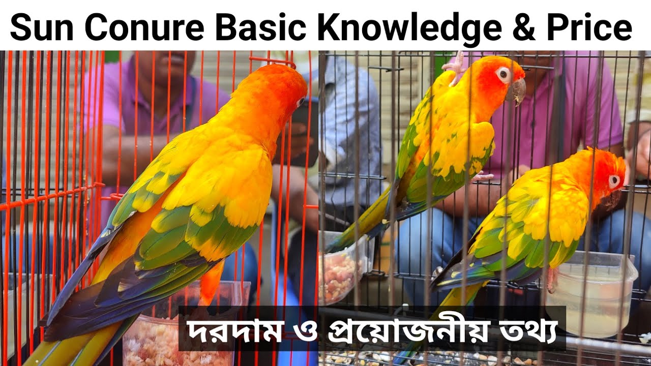 Sun conure bird basic knowledge and price - YouTube