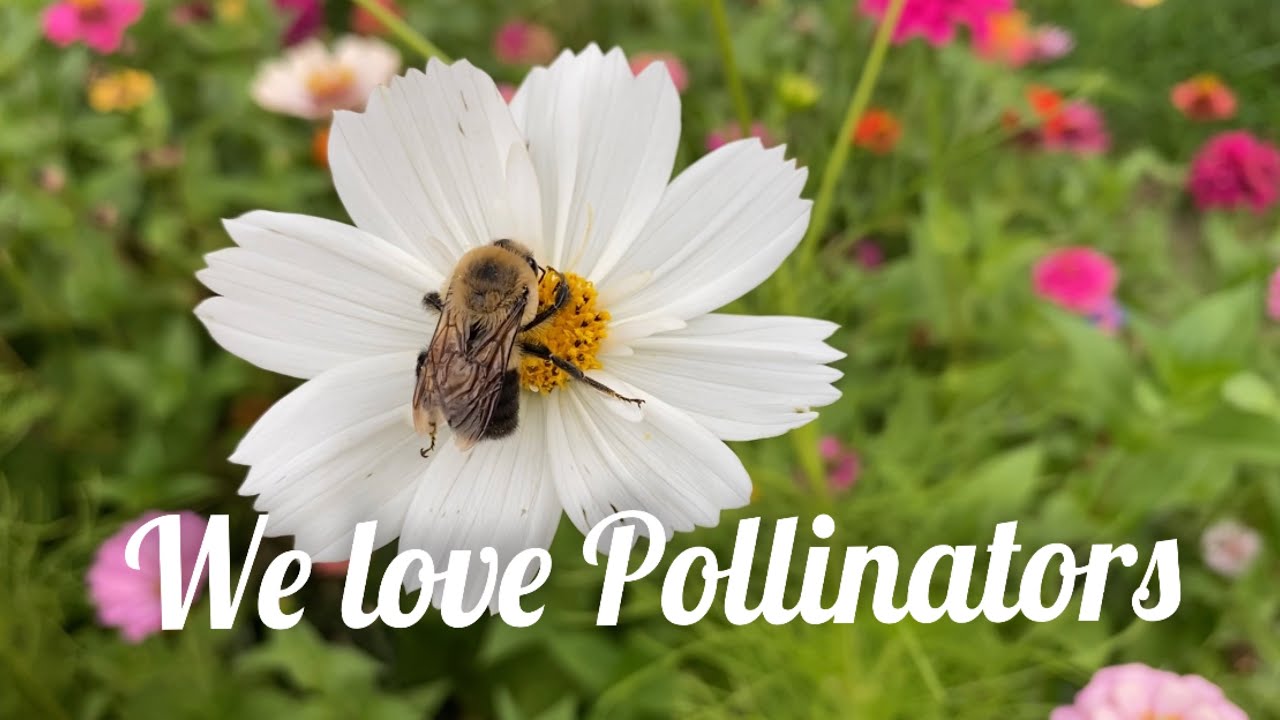 Plant these to attract pollinators to your garden | My favorite bee ...
