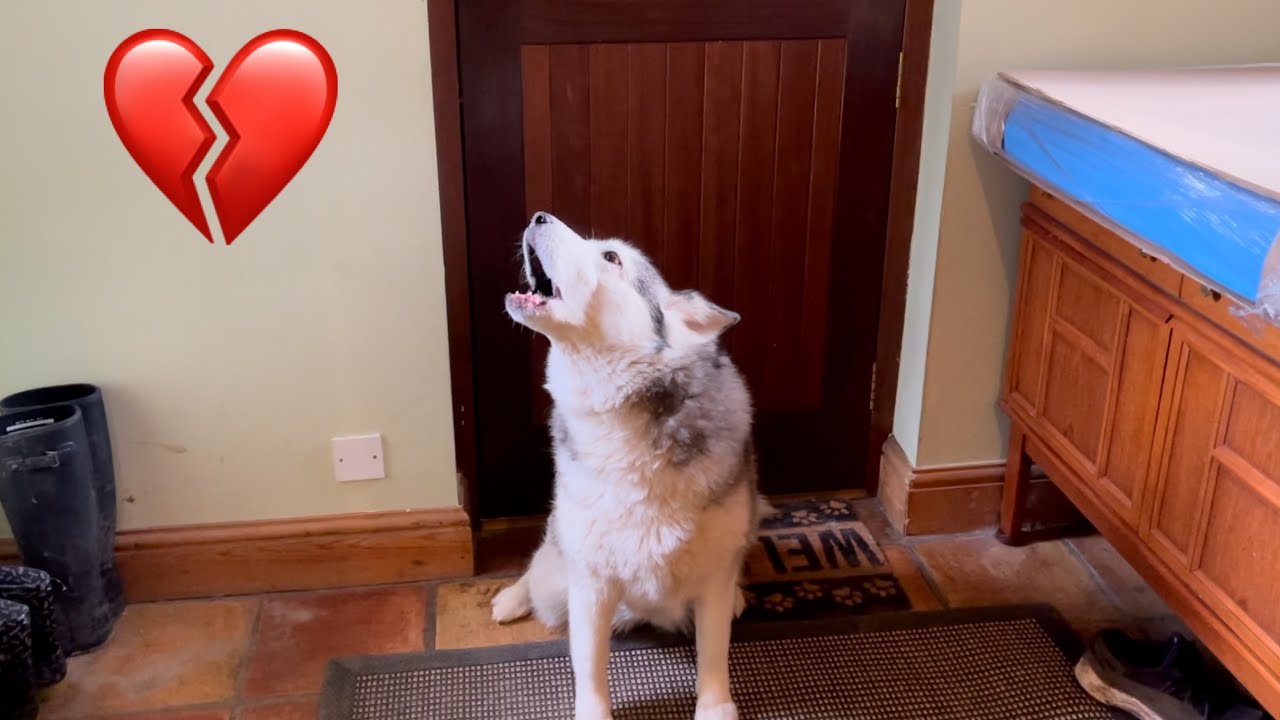 Sad Husky Cries Because Her Brother Has Gone! [BABY STOPS HER CRYING ...
