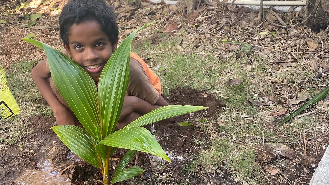 Planting a Coconut and Mango Tree - YouTube