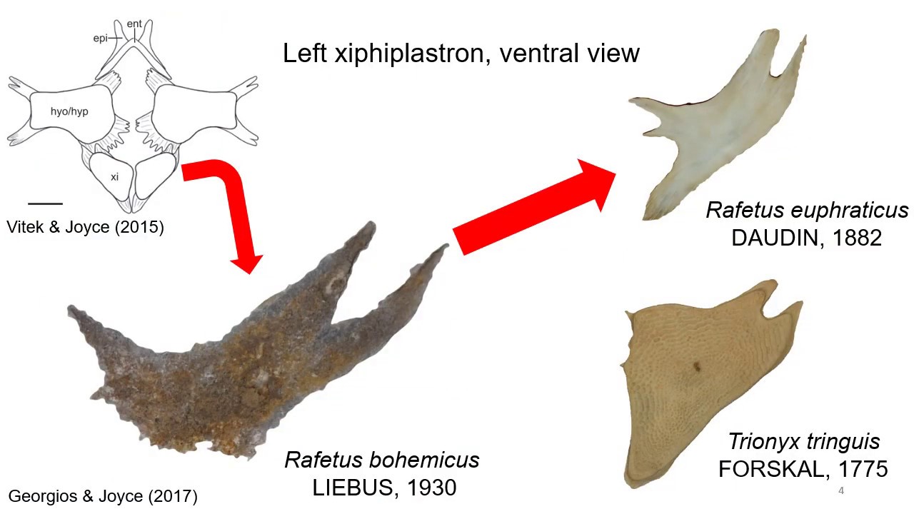 Chroust - Revising the soft-shell turtle Rafetus bohemicus - YouTube