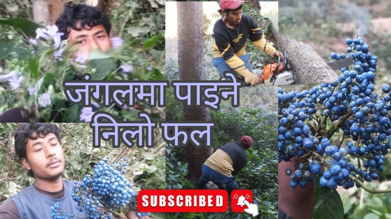 🫐जंगलमा पाइने निल्लो फल A blue fruit found in the forest Gako to work ...