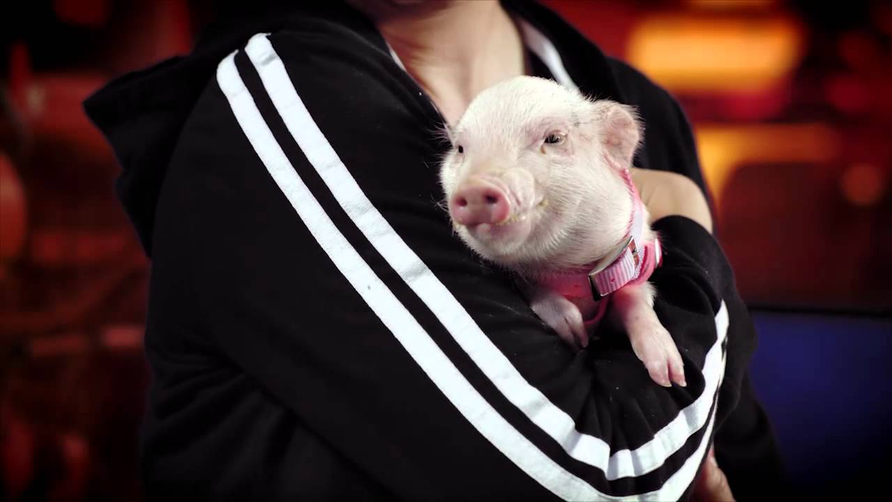 Hablar de cerdo - YouTube