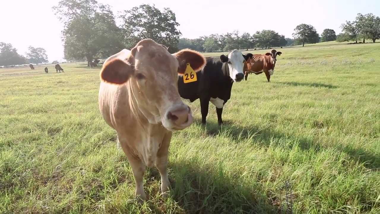 TRUE BEEF: Pasture to Plate - YouTube