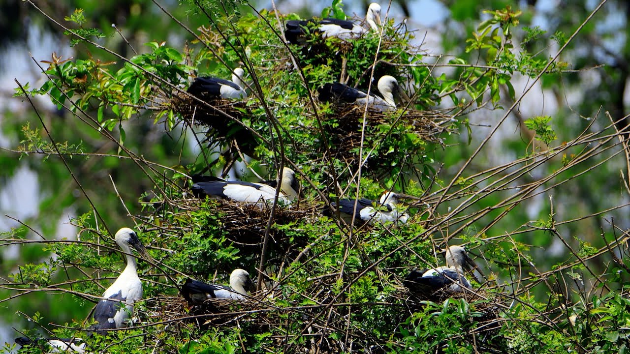 Unlocking the Mystery of Avian Sanctuary's Tree Visitors EP43 - YouTube