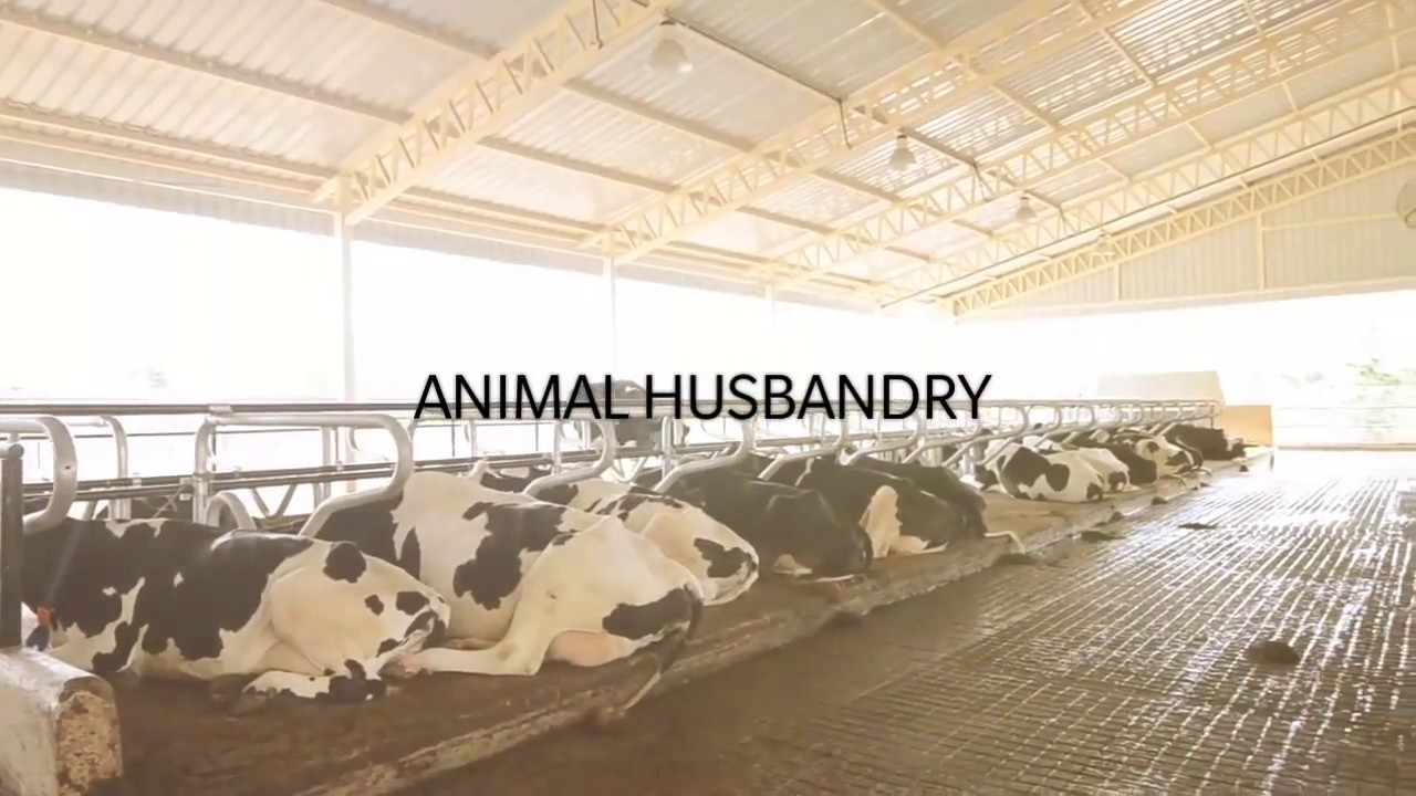 Modern cattle farming - YouTube