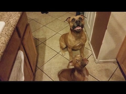 UPDATE: Pit bull owner speaks out after dog killed