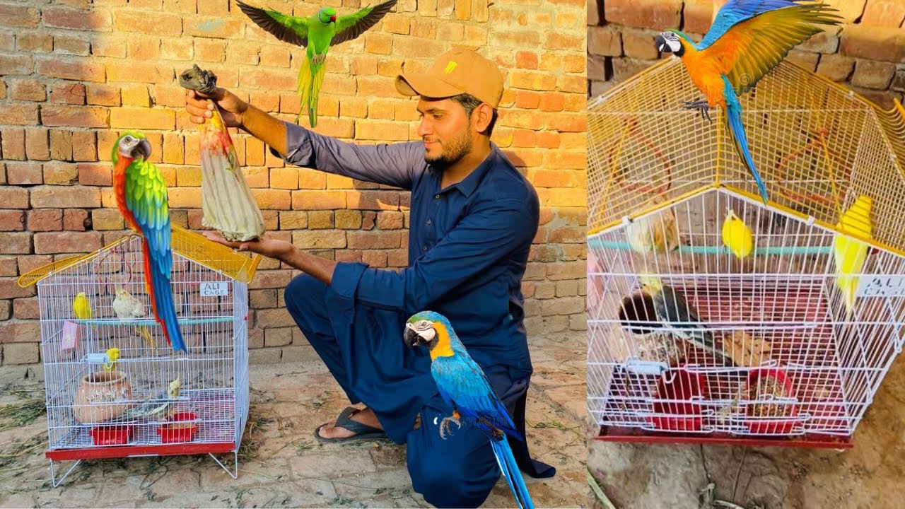Mini Zoo Ma New Parrots Agae😘 - YouTube