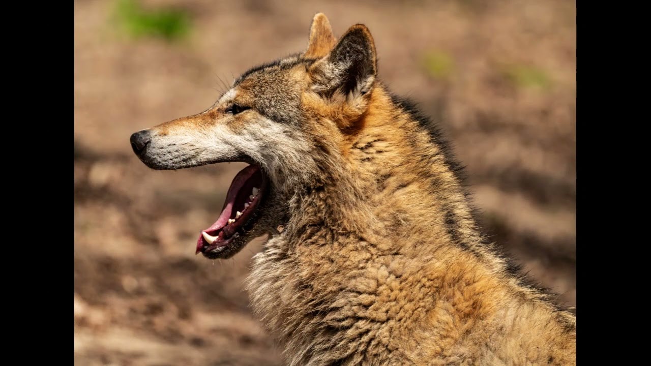 Snarling Red Wolf