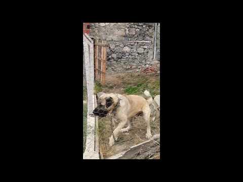 KANGAL SİNOP EFE BIRAKSAK ADAMI YER