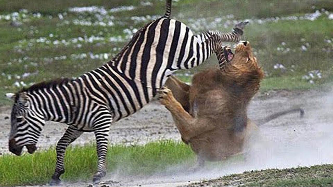ZEBRA vs Lion Fight for Survival | WILDEBEEST escaped death of the ...