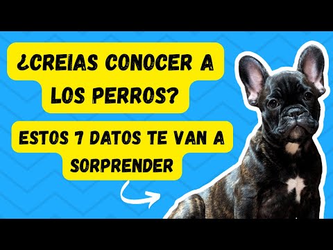 ¿Realmente conocés a tu perro? Estos 7 datos te van a sorprender