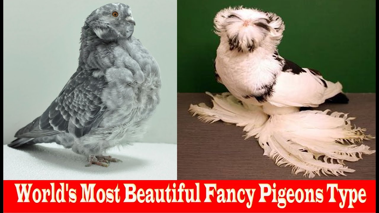 Top Varieties Of Fancy Pigeon #26 - YouTube