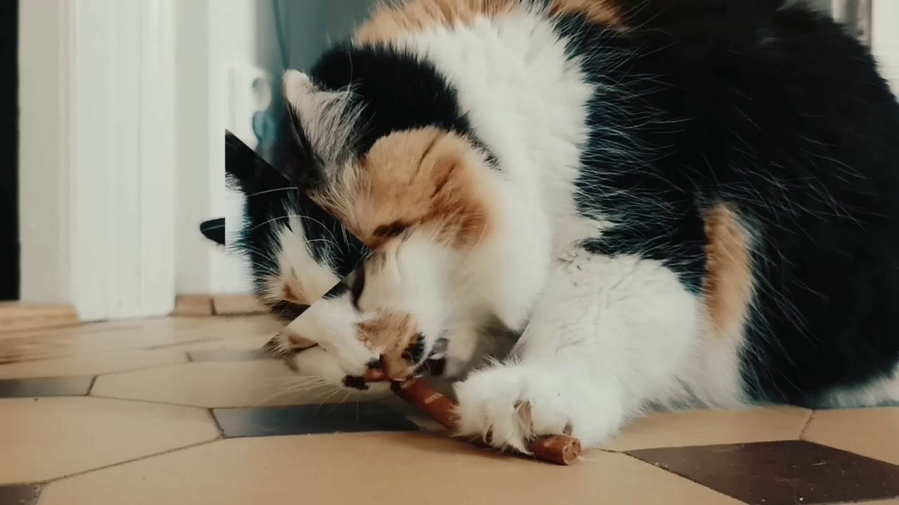 My funny cat is eating a snack - YouTube