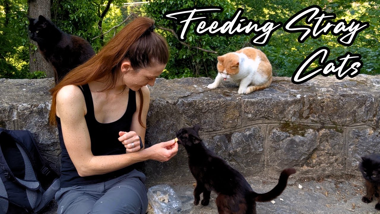 Savory Solutions for Famished Feral Felines - Feeding Stray Cats - YouTube