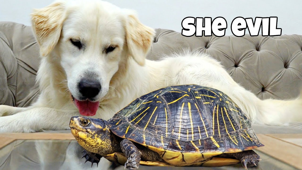 Pranking My Dog With Giant Turtle / My dog Reacts - YouTube