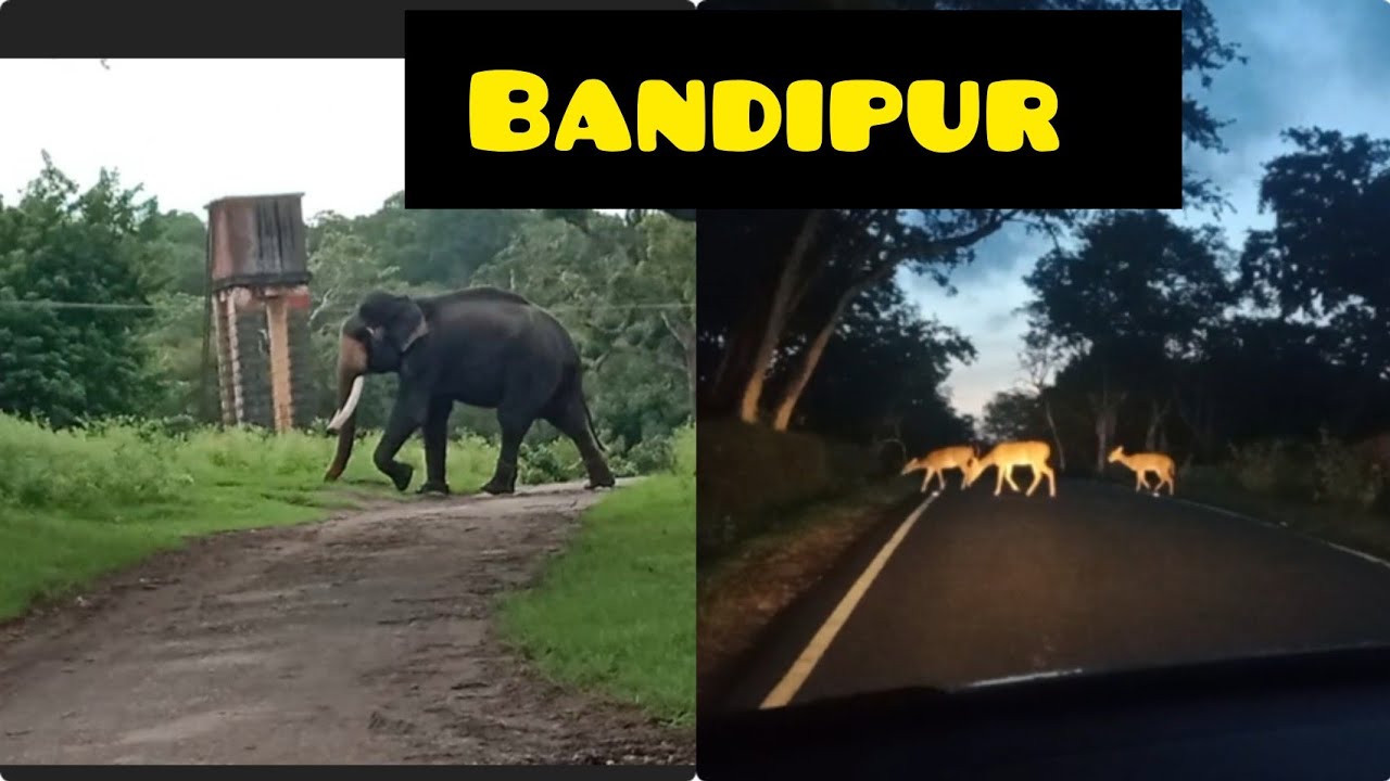 Bandipur/gudlur/viewpoint/ - YouTube