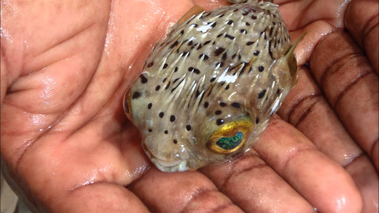 Hilap - Projet Haïti 2014 - YouTube