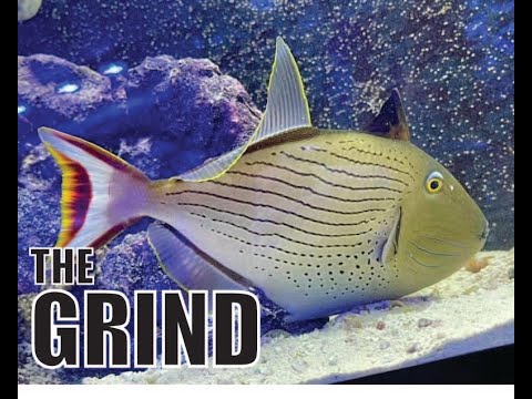 The Elusive Line Spot Trigger! - YouTube
